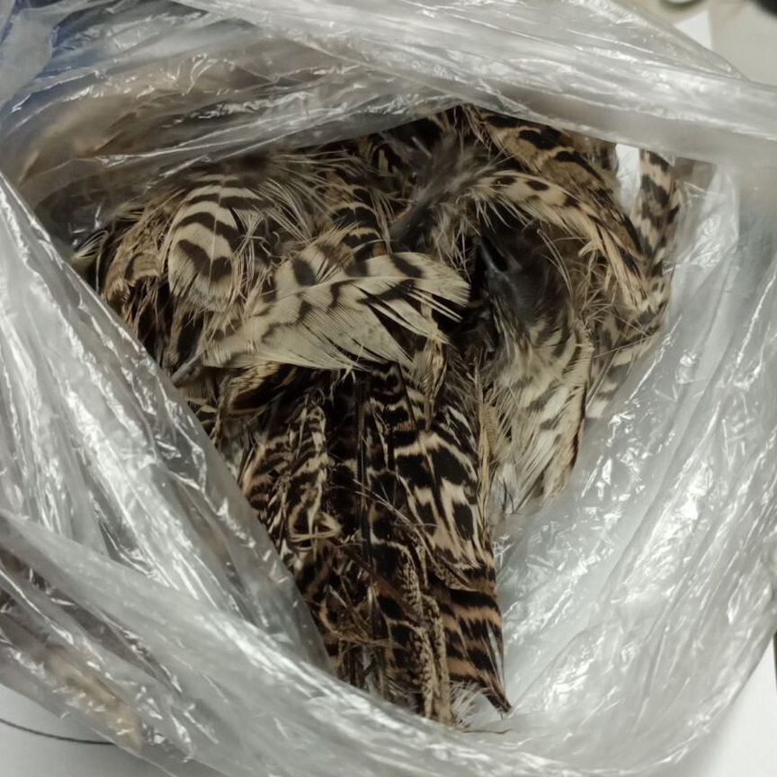 Принадлежности для собак