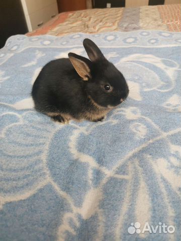 Декоративные кролики