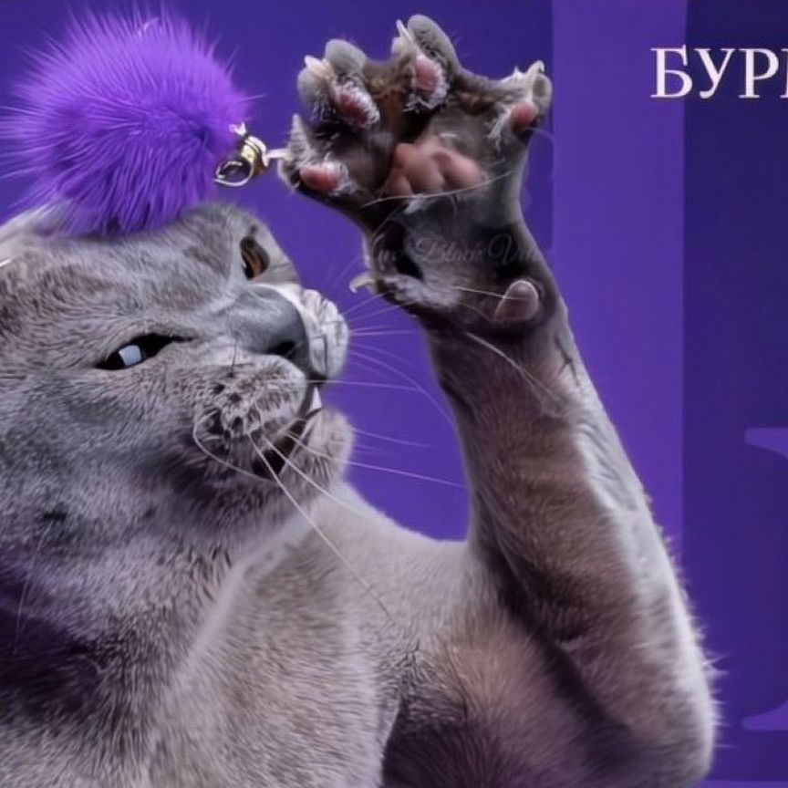 Европейский бурманский котёнок