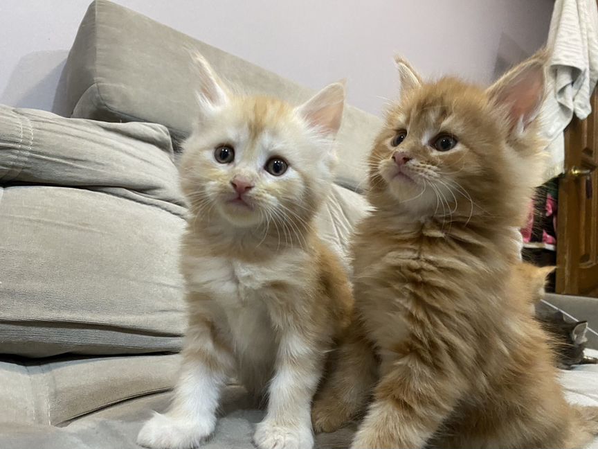 Котята мейн-кун