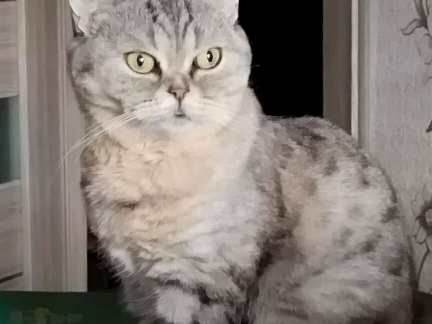 Скоттиш-страйт Кошка в дар