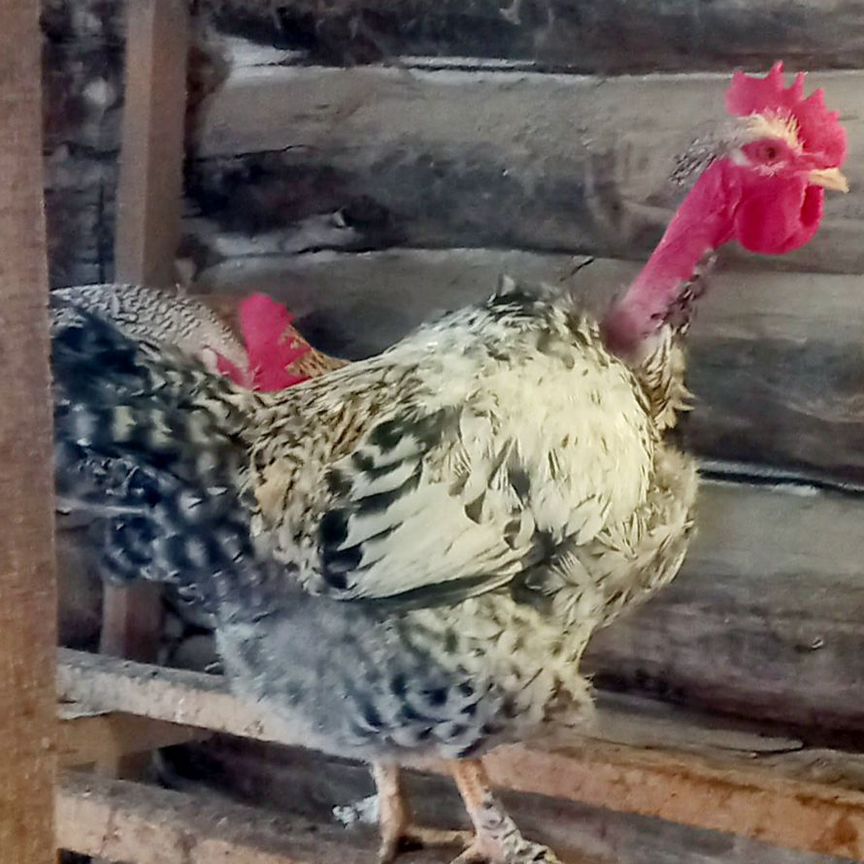 Петух породы голошейка