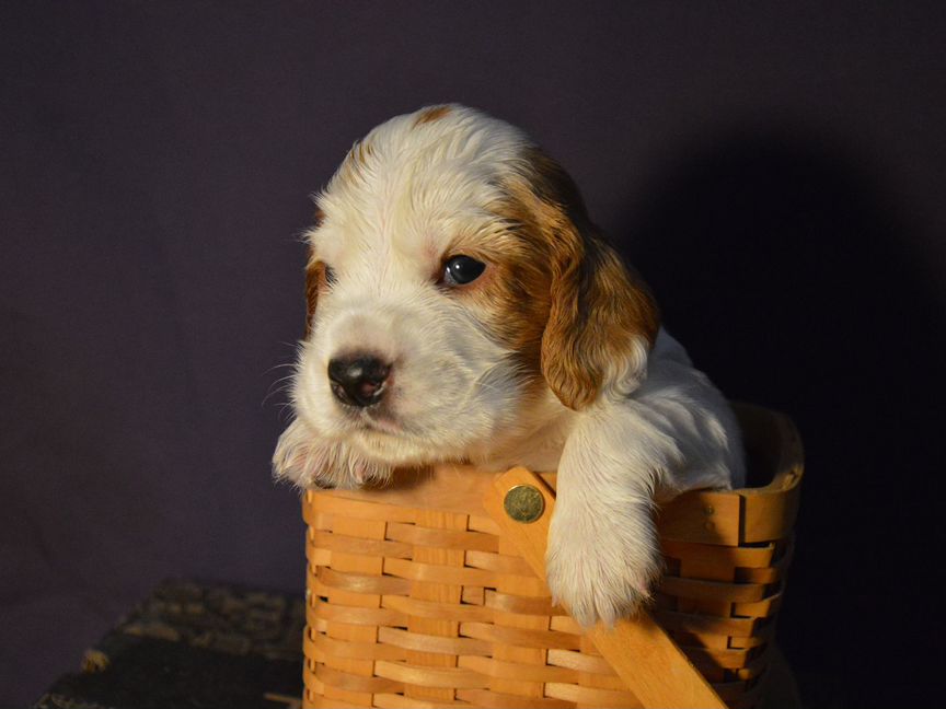 Чистокровные щенки русского охотничьего спаниеля