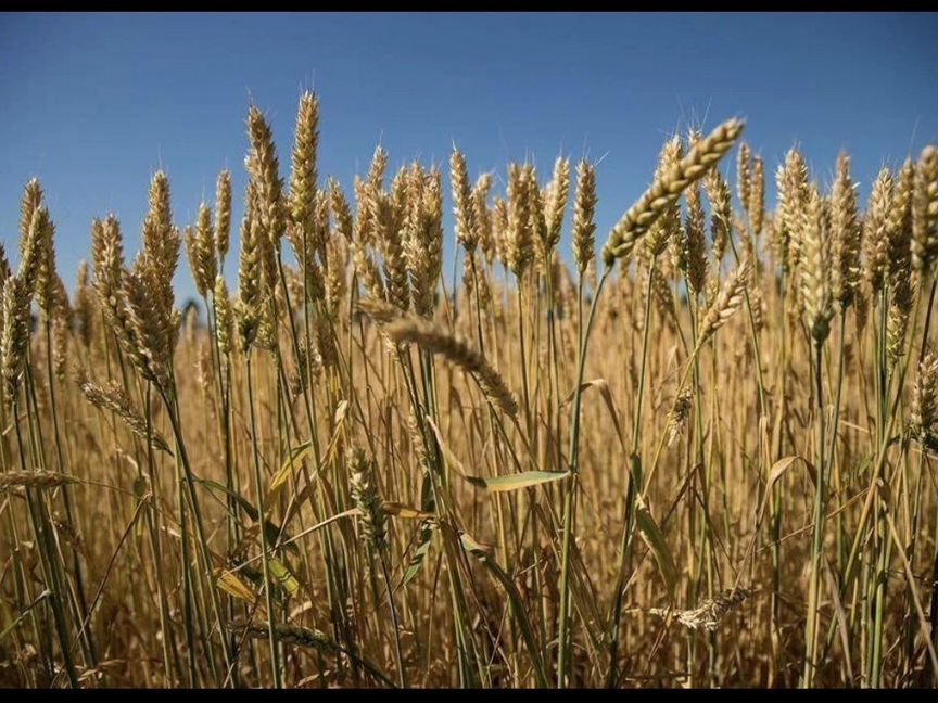 Зерно пшеница ячмень в мешках