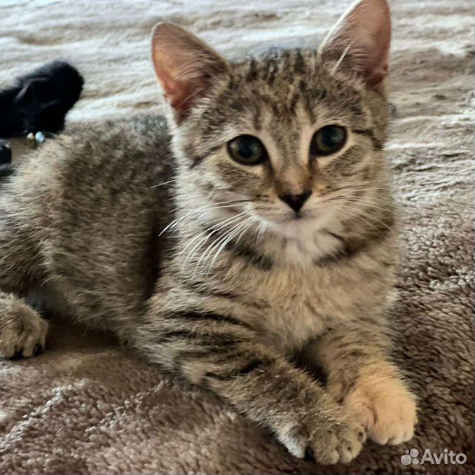 Котёнок Молли ждёт семью