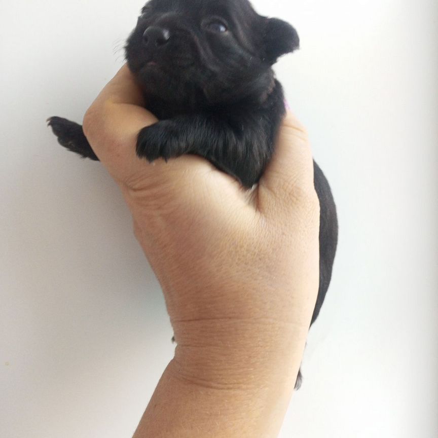 Чихуахуа девочка