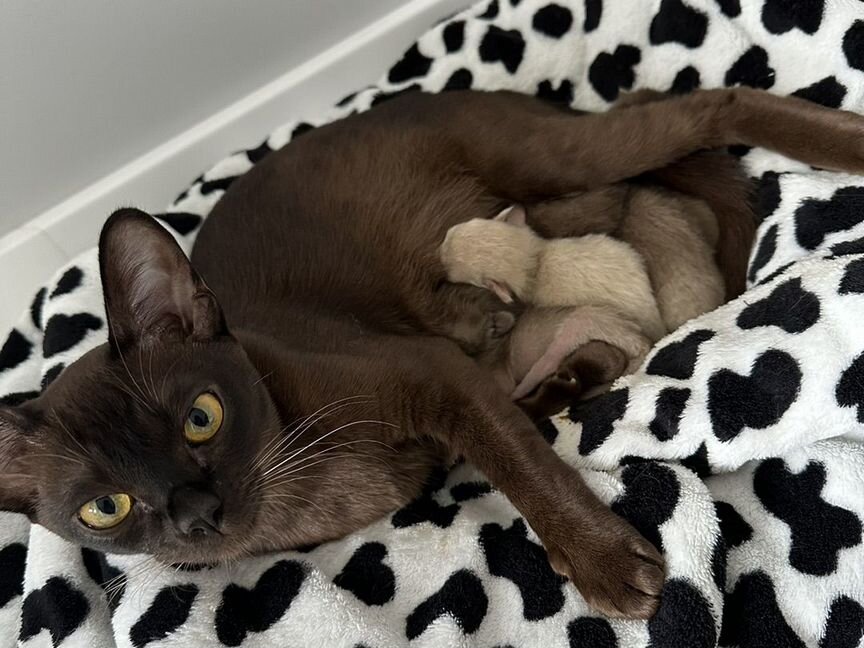 Бурманские котята