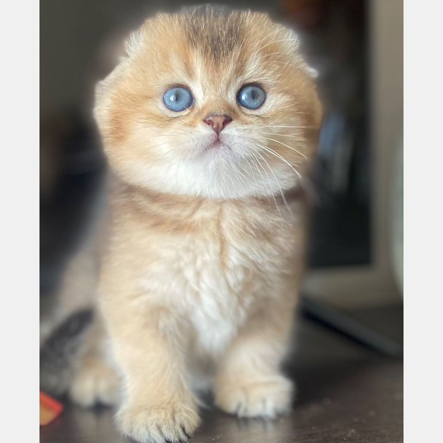 Шотландский котик Юмми