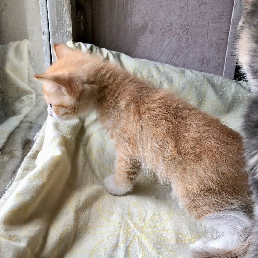 Отдам бесплатно рыжих котят 1,5 месяца