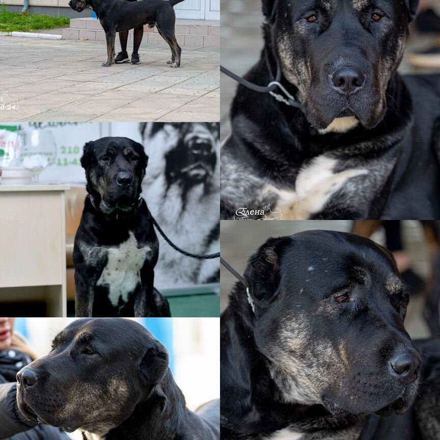 Кобель сао Вязка