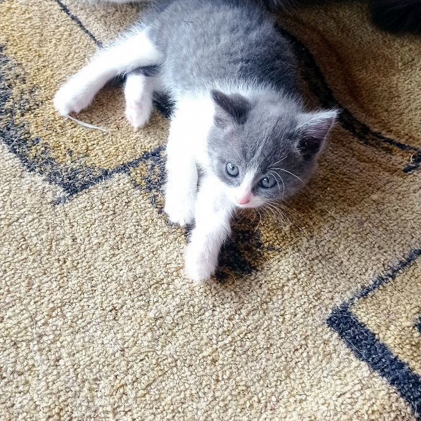 Кошка