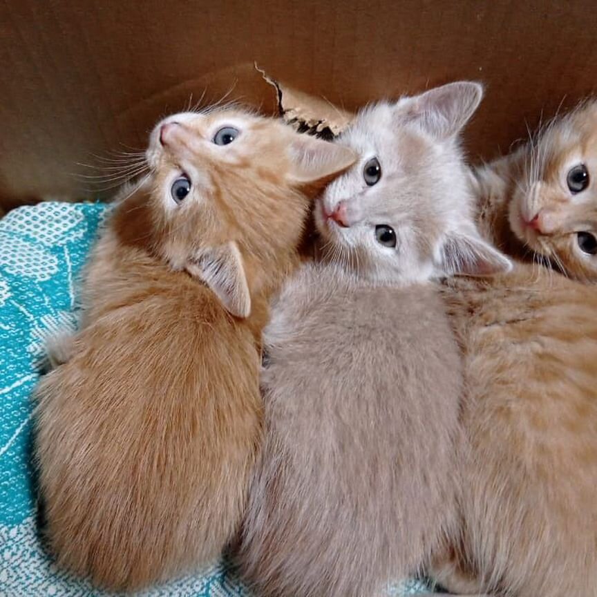 Котята бесплатно Краснооктябрьский р-н