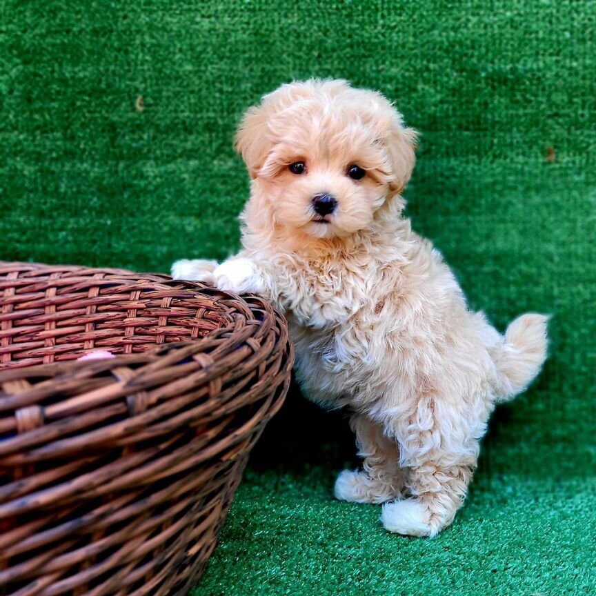 Мальтипу мальчик