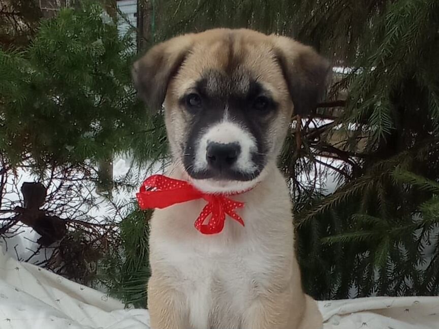 Щенок 2 месяца