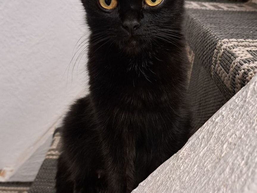 Домашние животные кошки