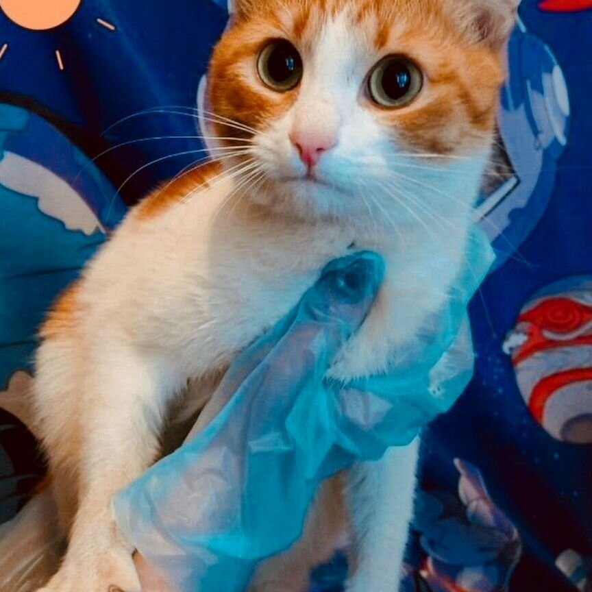 Рыжик Тимоша хочет домой. Котенок