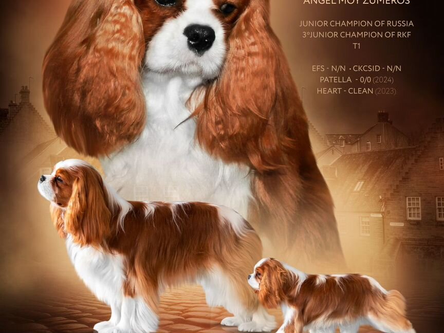 Кавалер кинг чарльз спаниель вязка