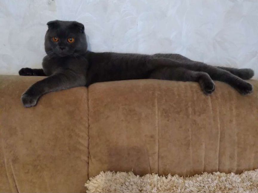 Шотландский кот вязка