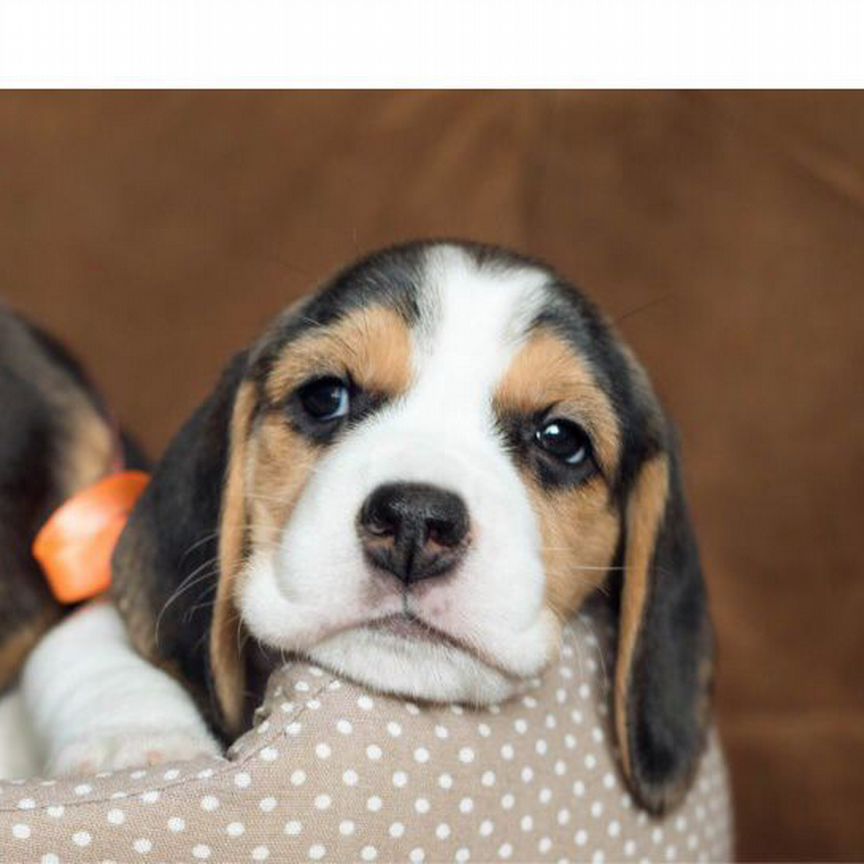 Щенки бигль