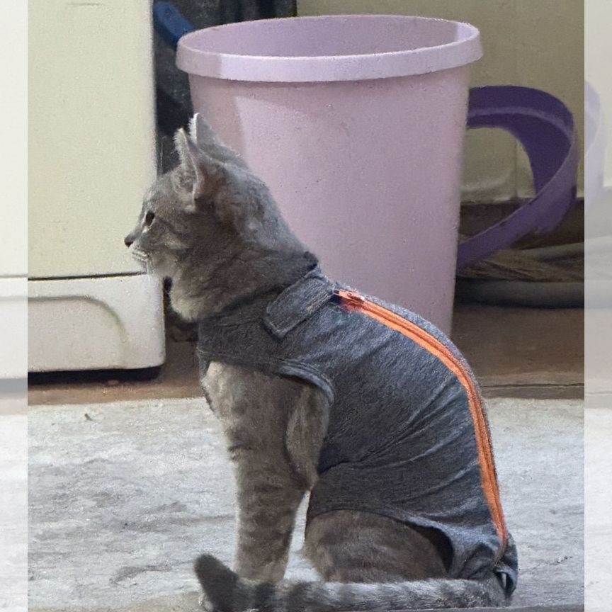 Взрослая, кошка в добрые руки