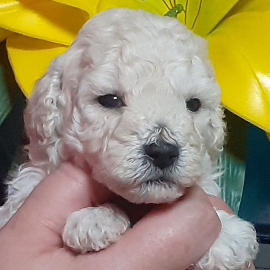 Мини пудель