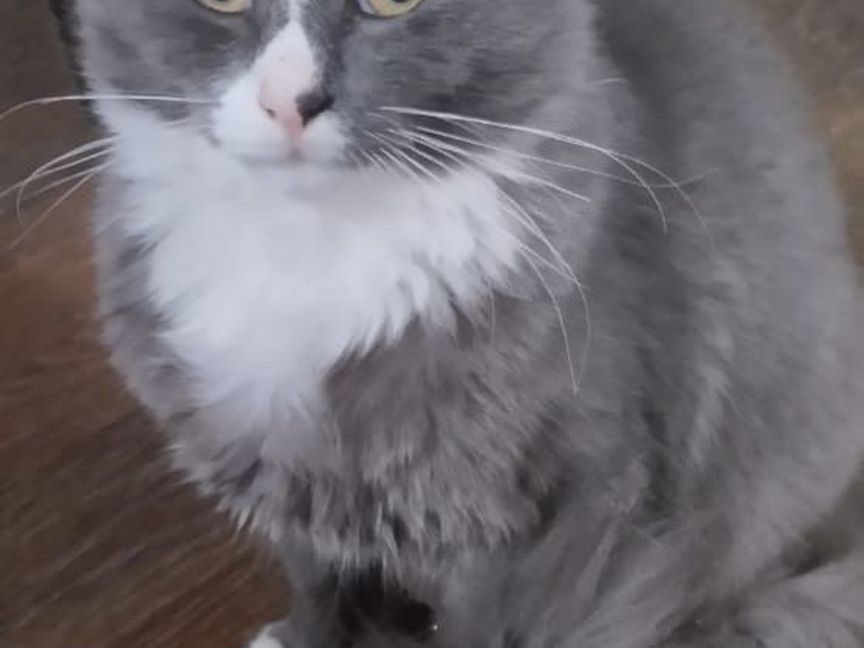 Кошка кот в добрые руки