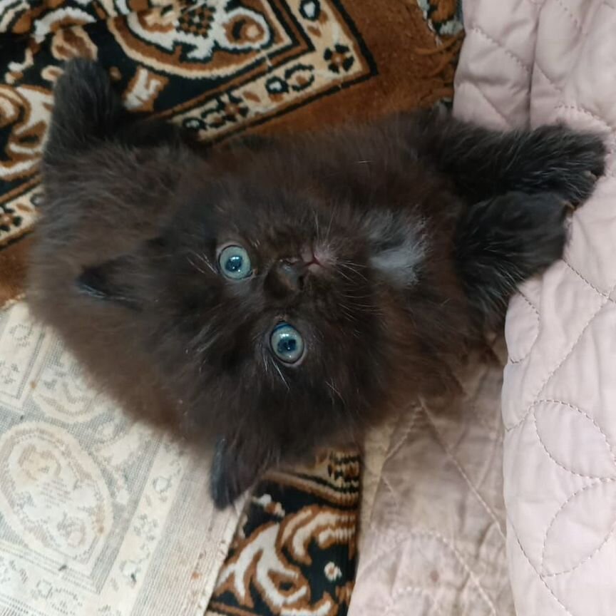 Котёнок