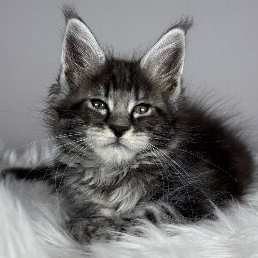 Мейн-кун котёнок