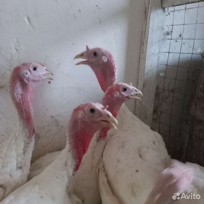 Индюки бролеры