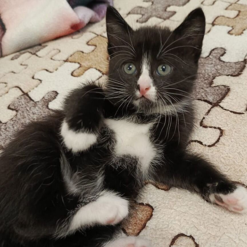 Котёнок в добрые руки