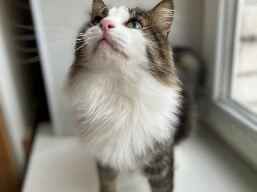 Кот ищет дом