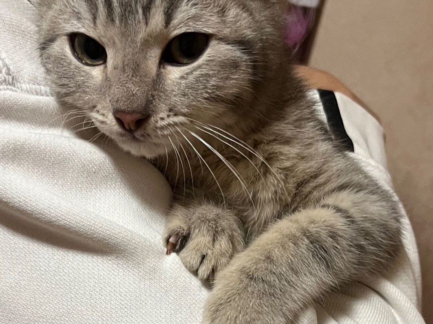 Спасите котенка