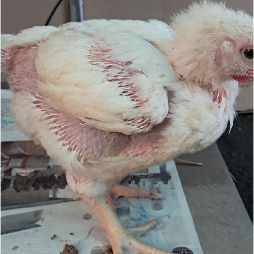 Подрощенные бройлеры