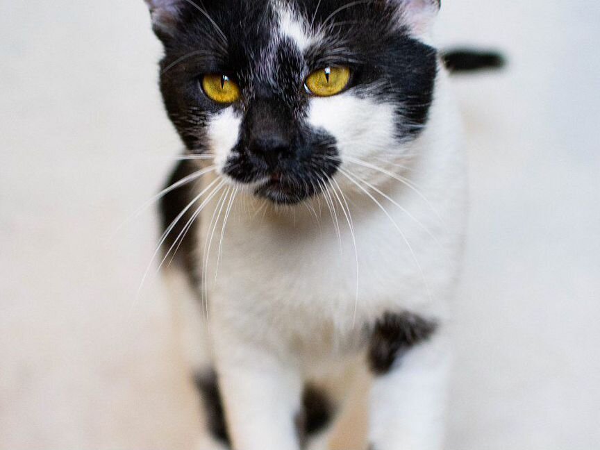 Котик 1,5 года ищет семью