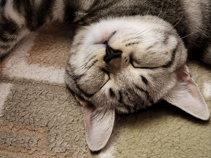 Шотландские прямоухие котята