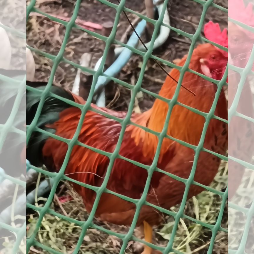 Курицы малодки с питухом
