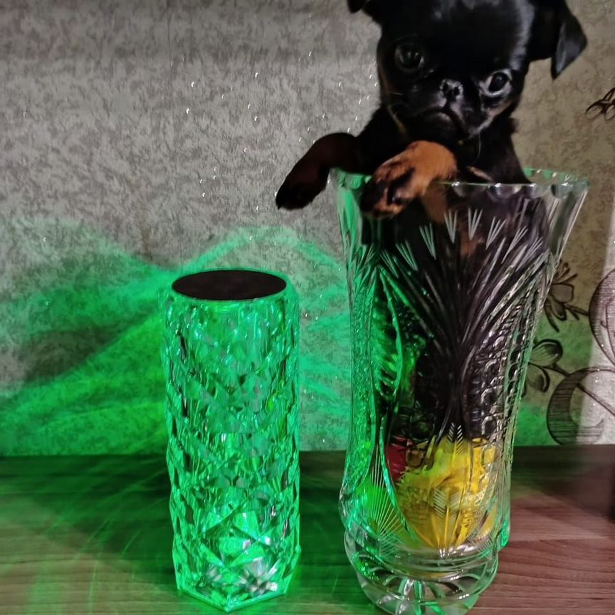 Пти брабансон