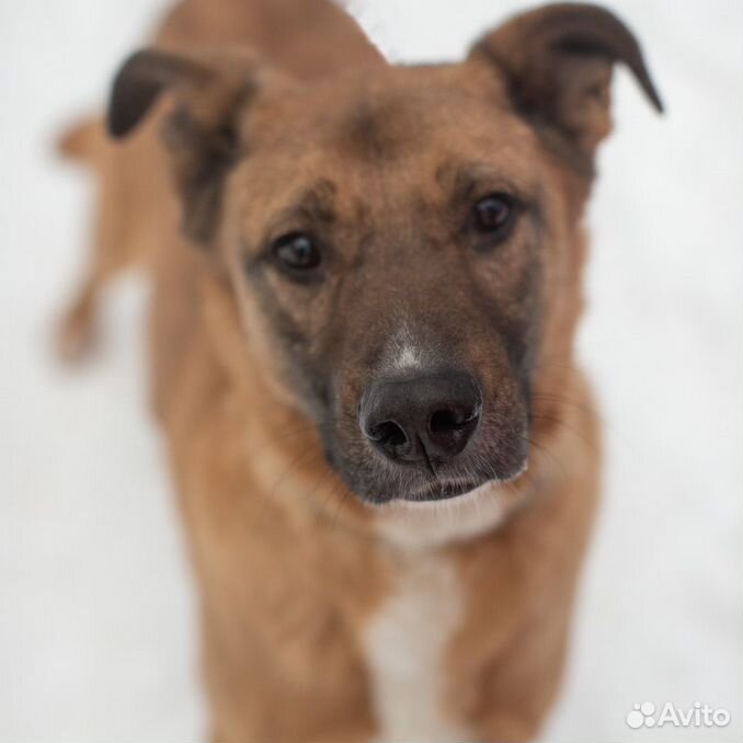 Ласковый пес в самом расцвете сил