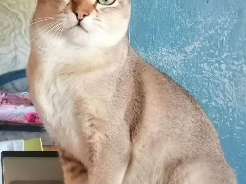 Кот Сингапура на вязку