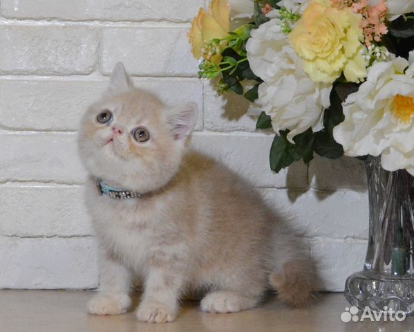 Котёнок Дарий
