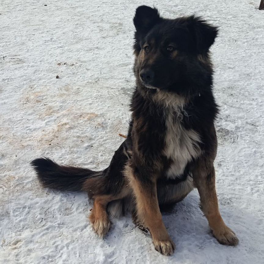 Взрослая собака в добрые руки