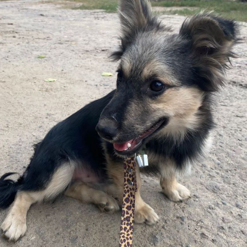 Щенок мальчик Коржик, 5 мес