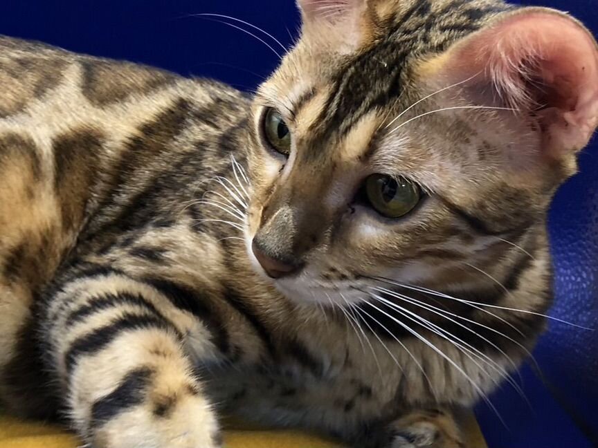 Бенгальская кошка 1,5 года в разведение