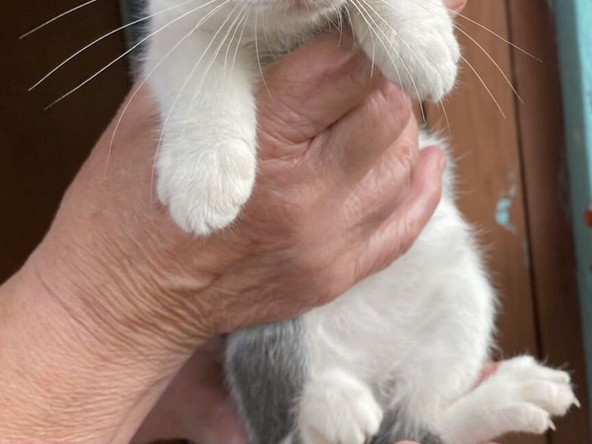 Бесплатно, в добрые руки, пристрой