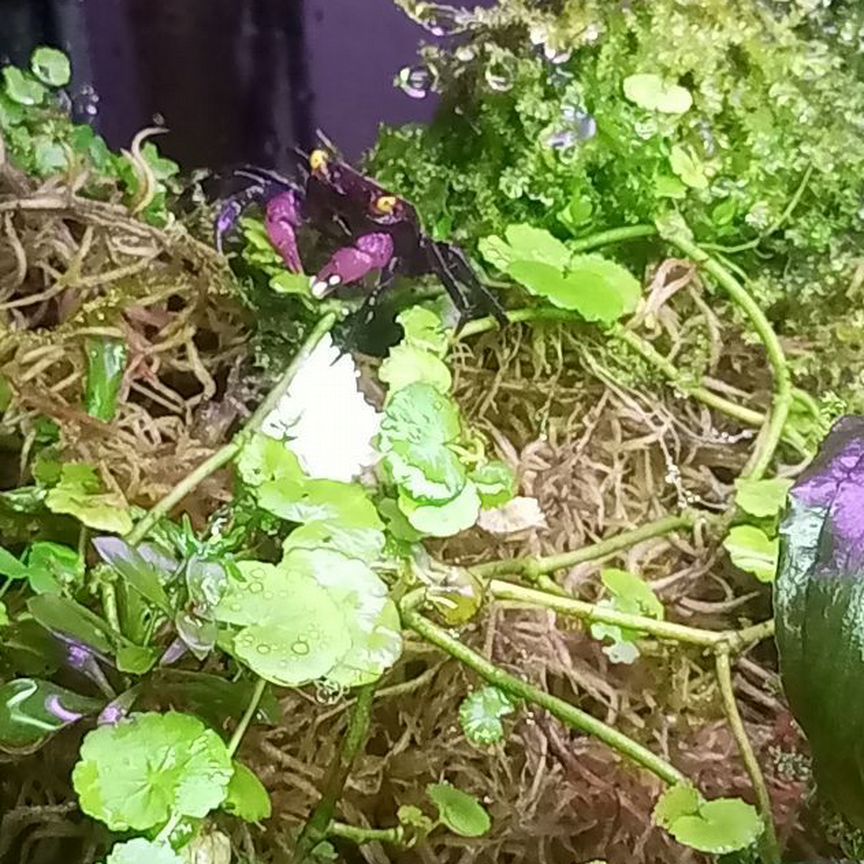 Крабы Geosesarma