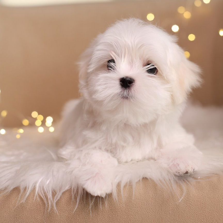 Мальтийская болонка, щенок