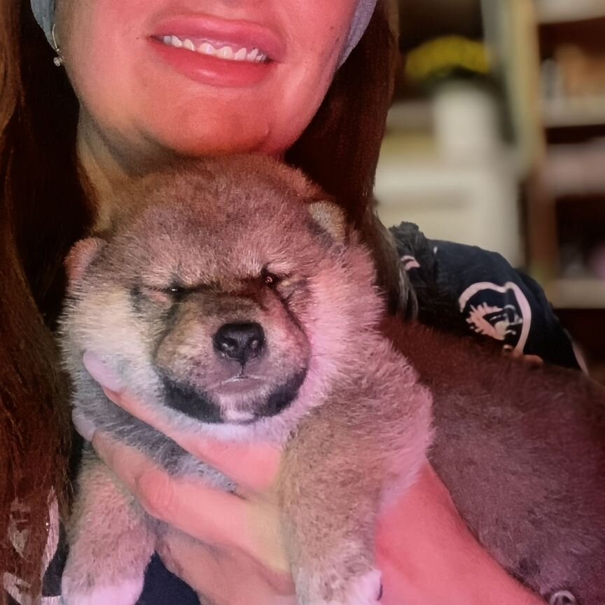 Сиба-ину, щенок