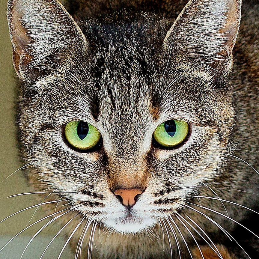 Кошечка Мия в добрые руки