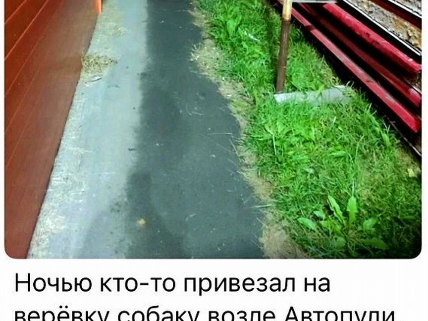 Собаку привязали к забору и бросили нужен дом