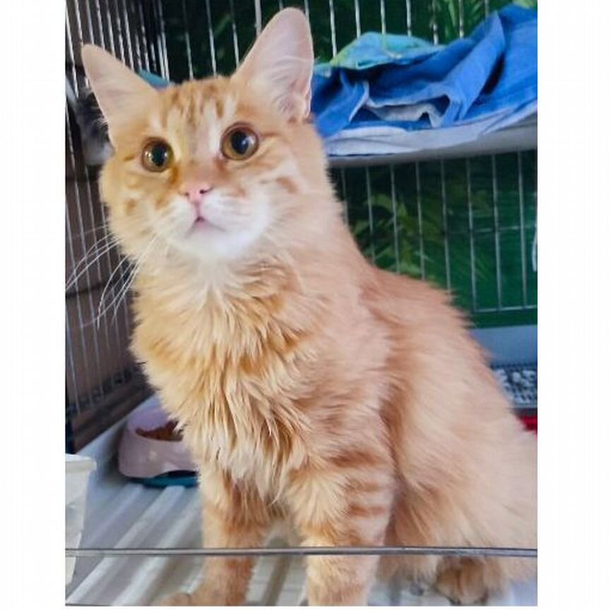 Взрослая кошка в добрые руки